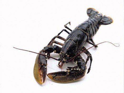 Kreeften - Assortiment - VisOnline